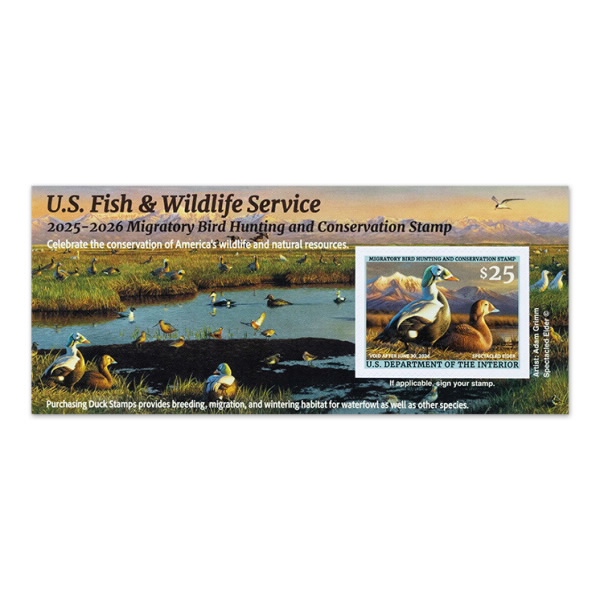 Spectacled Eiders 2025-2026 Federal Duck Stamp Souvenir Sheet | USPS.com
