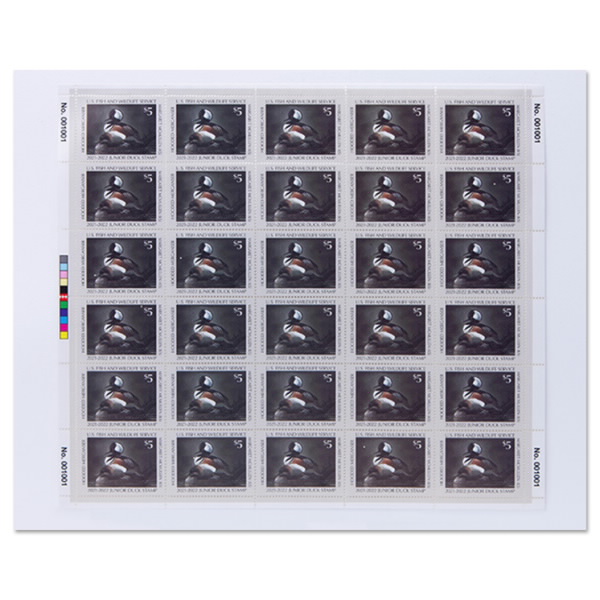 Junior Duck 2021-2022 Stamp, Hooded Mergansers | USPS.com