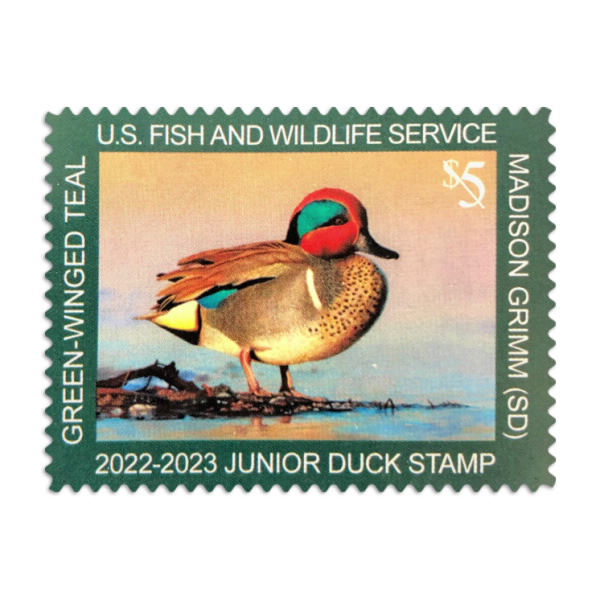 Junior Duck 2022-2023 Stamp, Green-winged Teal | USPS.com