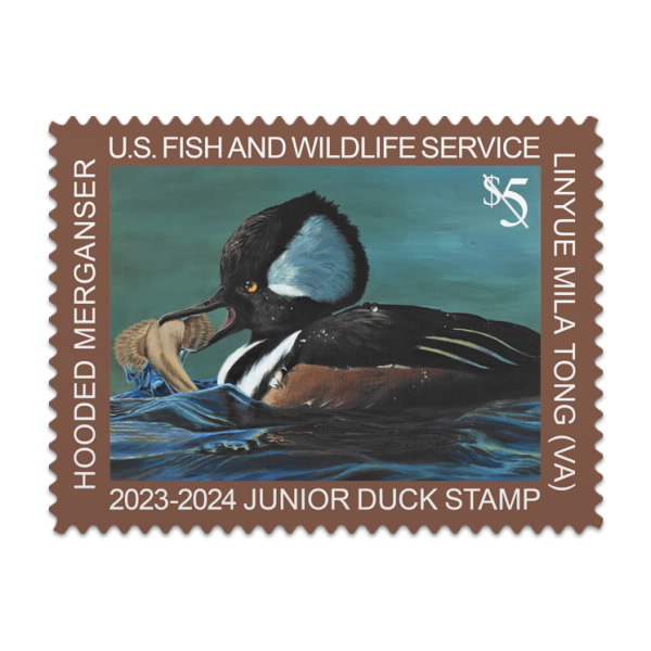 Junior Duck 2023-2024 Stamp, Hooded Merganser | USPS.com