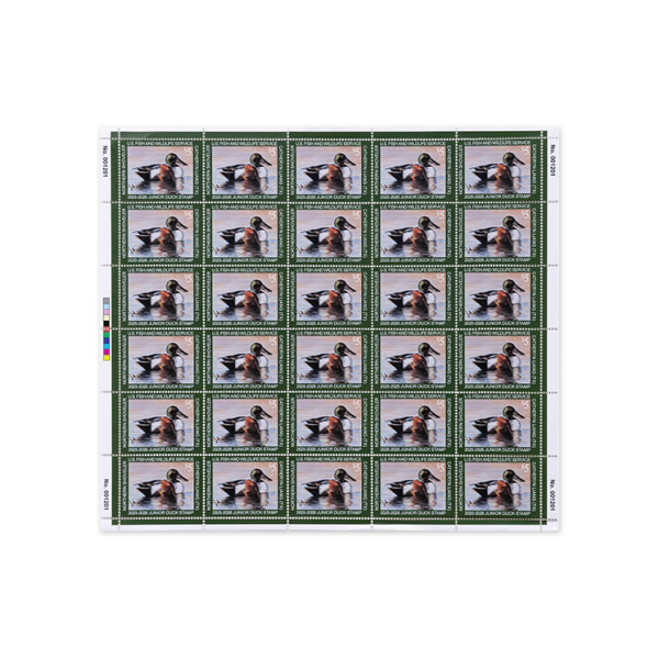 Northern Shoveler 2025-2026 Junior Duck Stamps | USPS.com