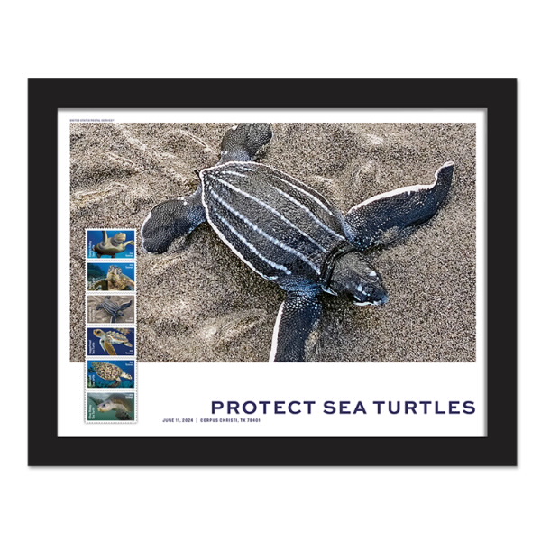 Protect Sea Turtles Framed Stamps, Leatherback | USPS.com